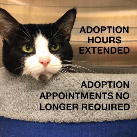 News & Events - Memphis Animal Services