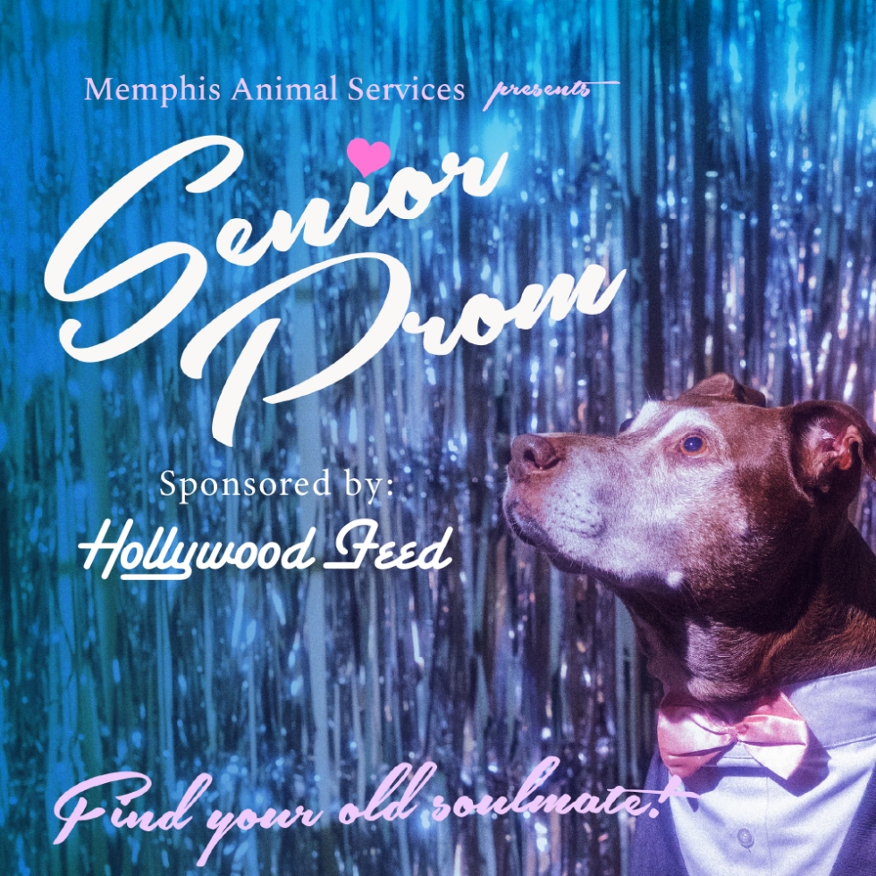 News & Events - Memphis Animal Services